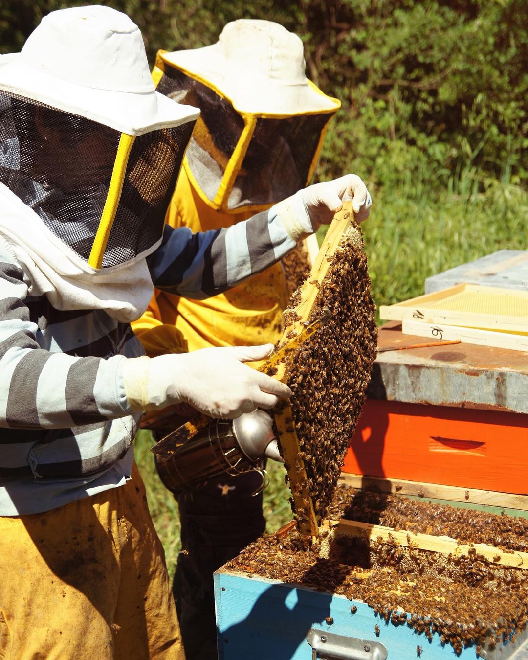 Revolutionizing Beekeeping: A Look into Recent Innovations and Future ...