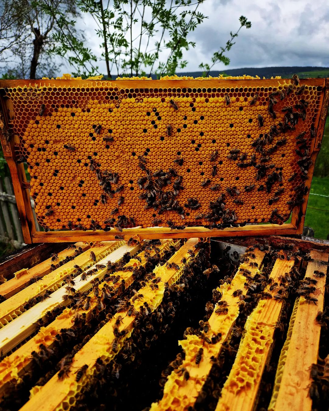The importance of bees in our life
